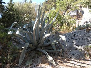 The fine art of making lace from agave leaves | Go Hvar