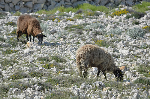 Exploring the Dalmatian Coast: Pag – island of sheep, cheese and wine ...